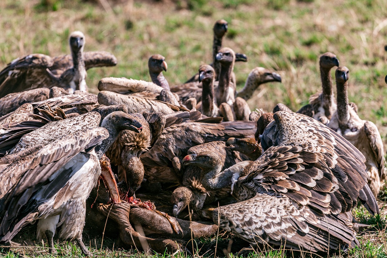 Vultures Animals Maasai Mara - Free photo on Pixabay - Pixabay