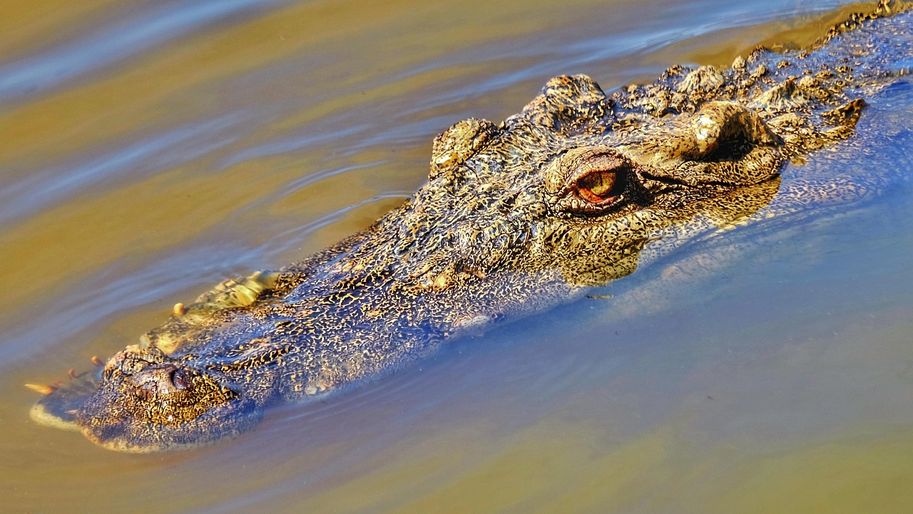 Crocodile Wild Animal River - Free photo on Pixabay