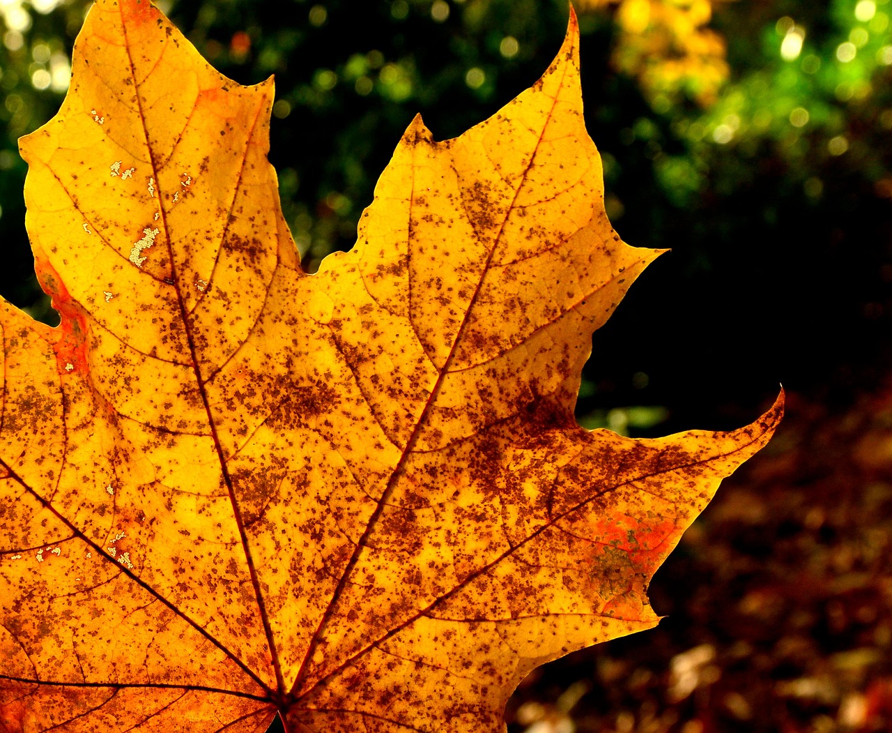 Colorful Foliage Maple Leaf Autumn - Free photo on Pixabay - Pixabay