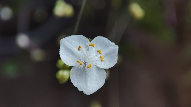 Flower White Bloom - Free photo on Pixabay