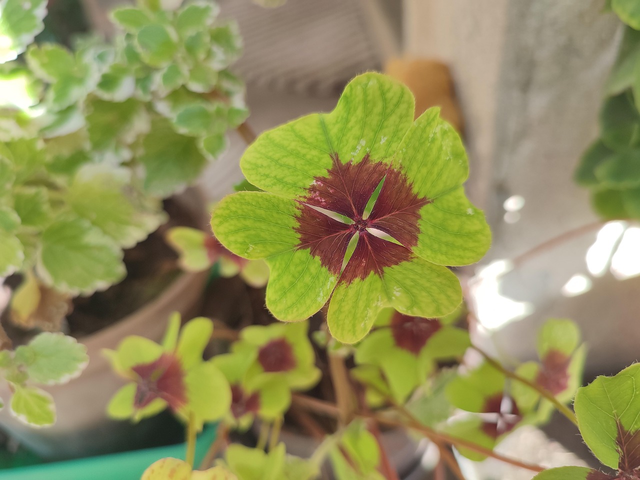 Trevo Folhas Planta - Foto gratuita no Pixabay - Pixabay