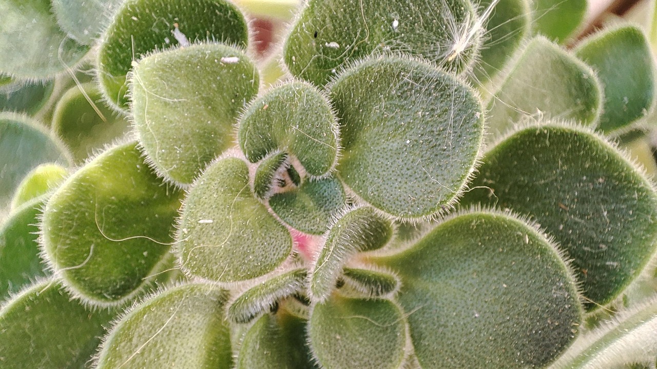 Planta Flor Flora - Foto gratis en Pixabay - Pixabay