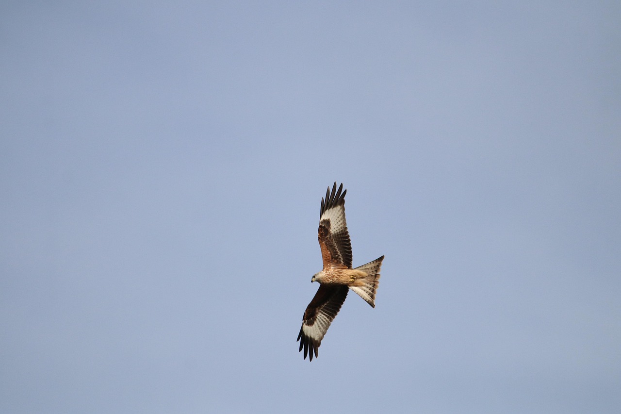 Bird Raptor Lake - Free photo on Pixabay - Pixabay