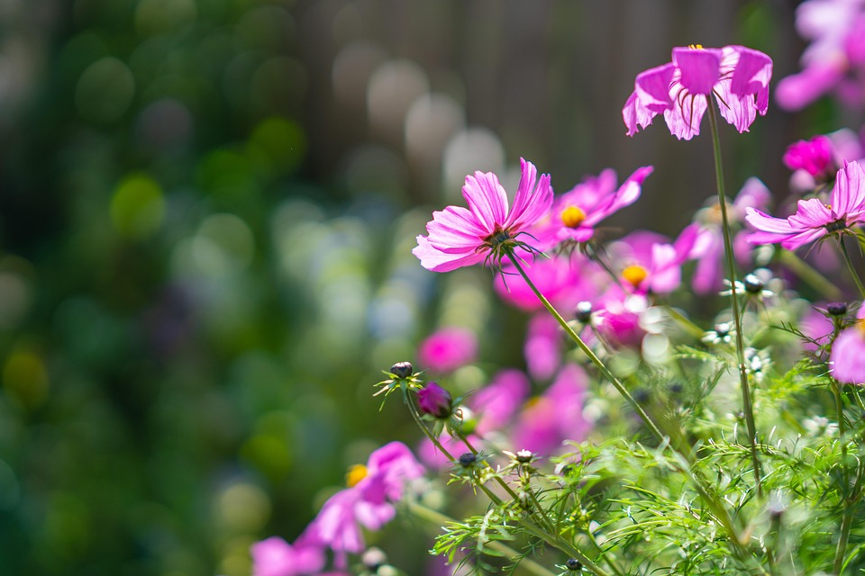 Garden Cosmos Flowers Plant Pink - Free photo on Pixabay