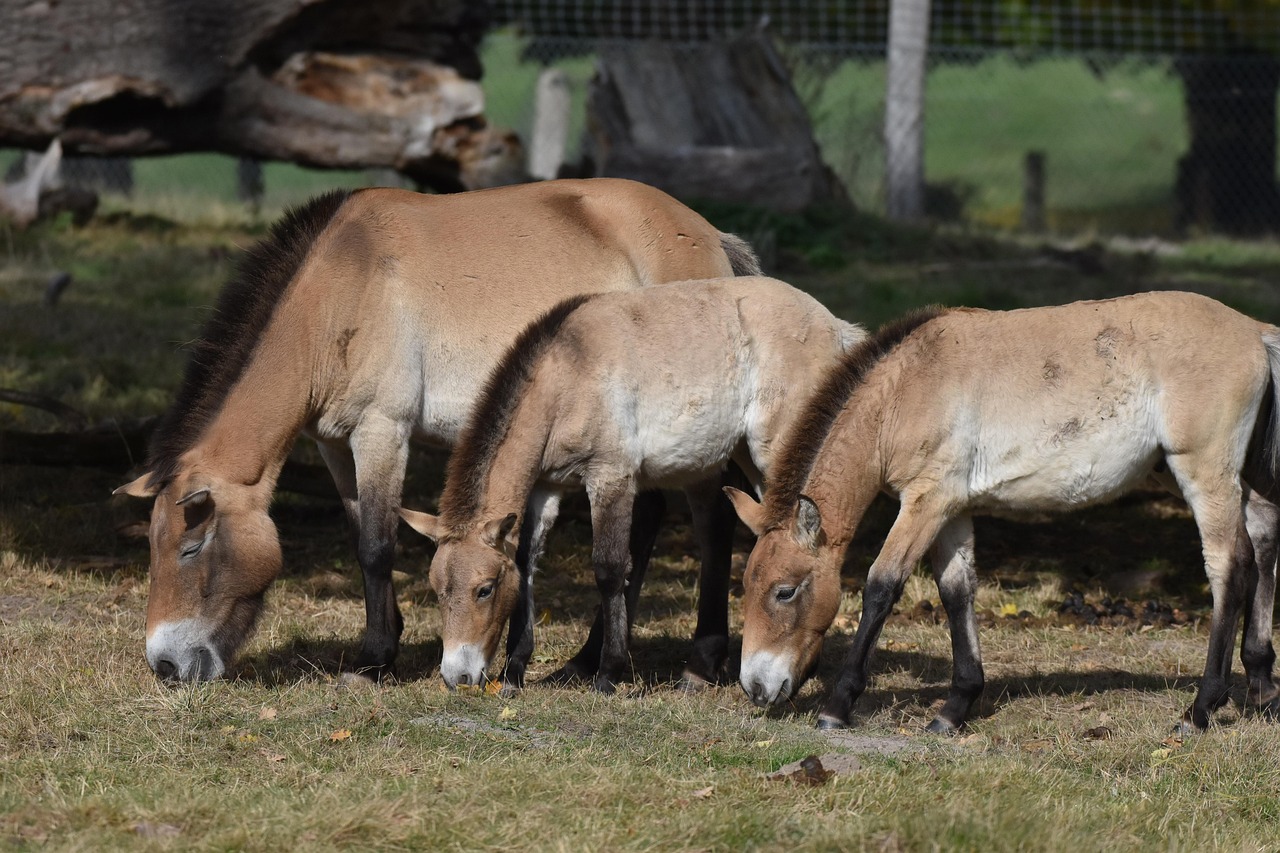 Plus de 100 000 images de Chevaux Sauvages et de Nature - Pixabay