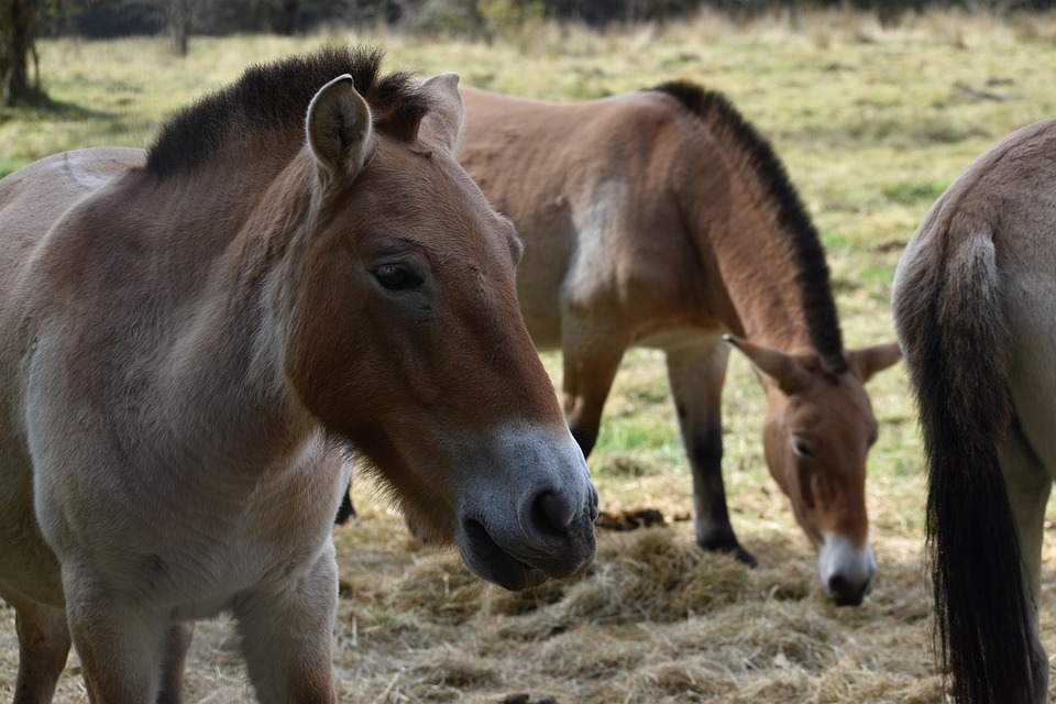 Konie Przewalskiego Ogród - Darmowe zdjęcie na Pixabay