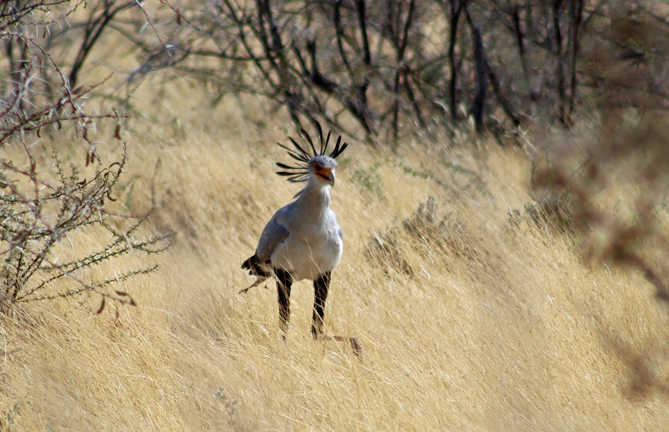 Bird Secretary Namibia - Free photo on Pixabay - Pixabay