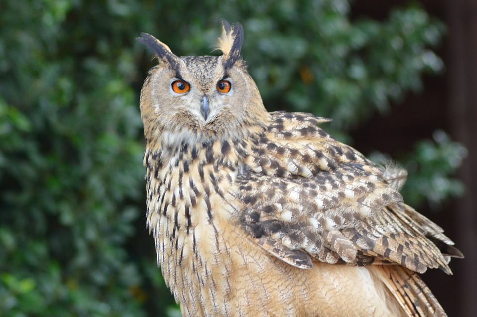 Owl Zoo Bird - Free photo on Pixabay