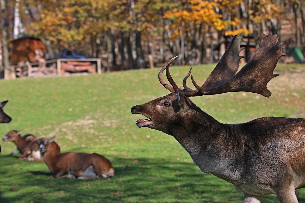 Zoo Hirsch Tierwelt Wildes - Kostenloses Foto auf Pixabay
