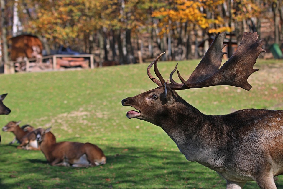 Zoo Deer Wildlife Wild - Free photo on Pixabay