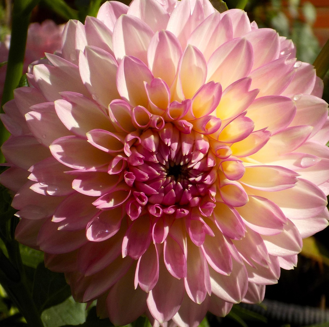 Dahlia Merah Muda Bunga - Foto gratis di Pixabay - Pixabay