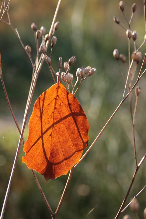 Autumn Leaf Plant Seed Pods - Free photo on Pixabay