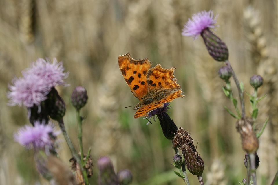 C Falter Butterfly - Free photo on Pixabay - Pixabay
