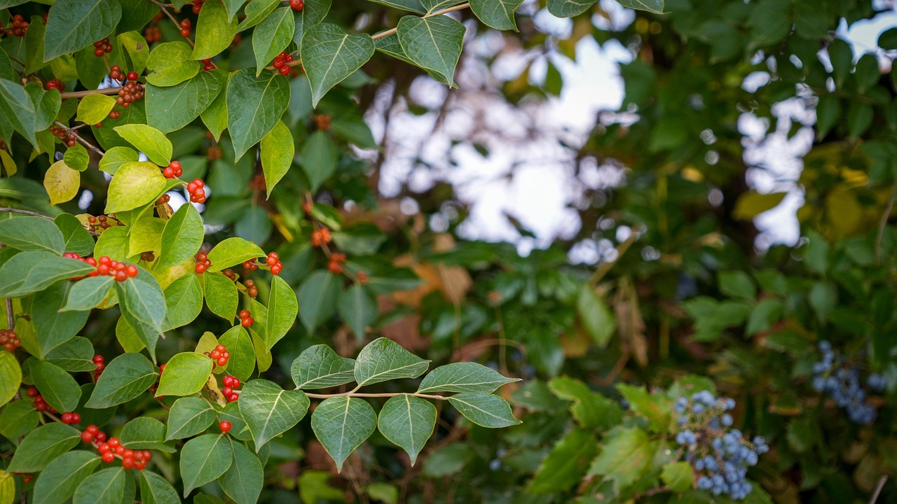 Berries Leaves Foliage - Free photo on Pixabay
