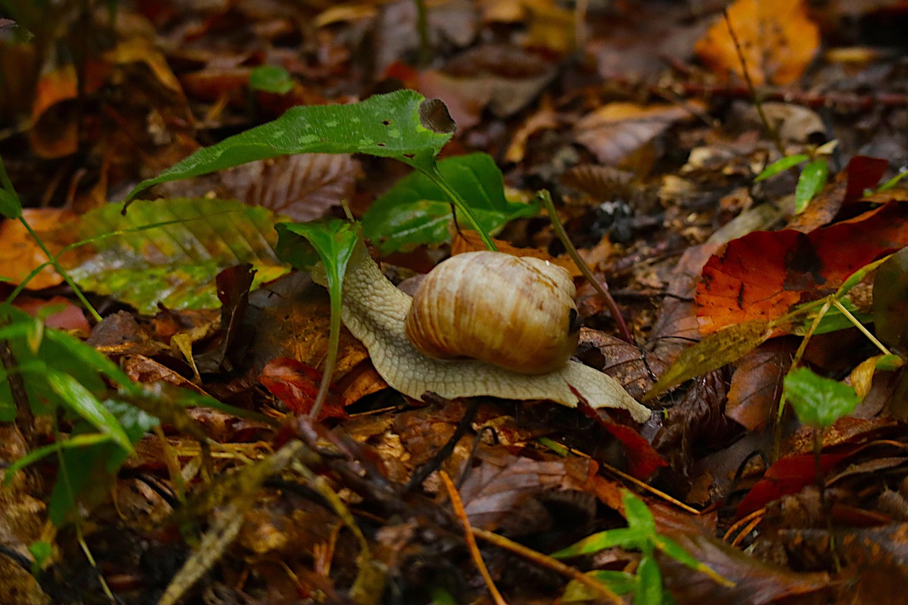 Snail Shell Animal - Free photo on Pixabay - Pixabay