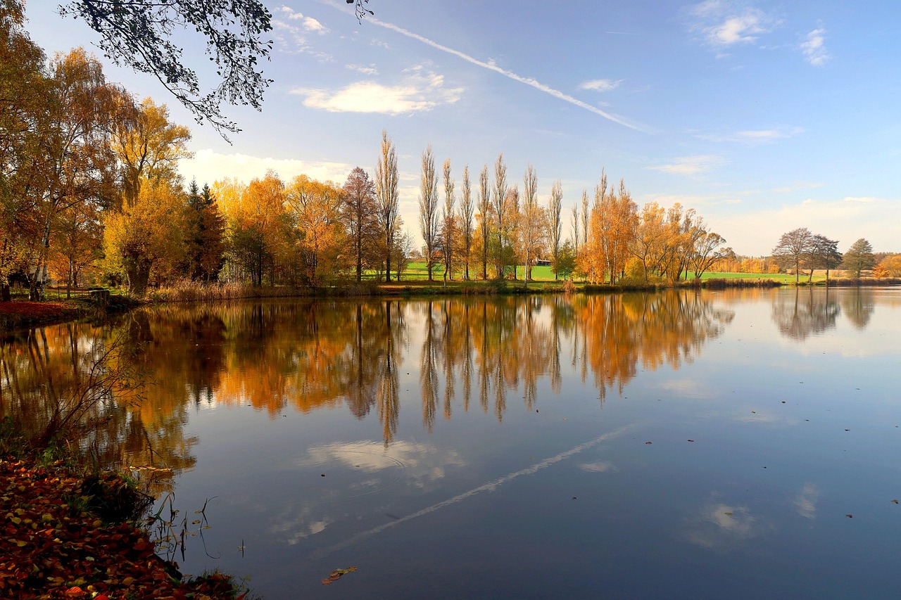 Lake Pond Trees - Free photo on Pixabay - Pixabay