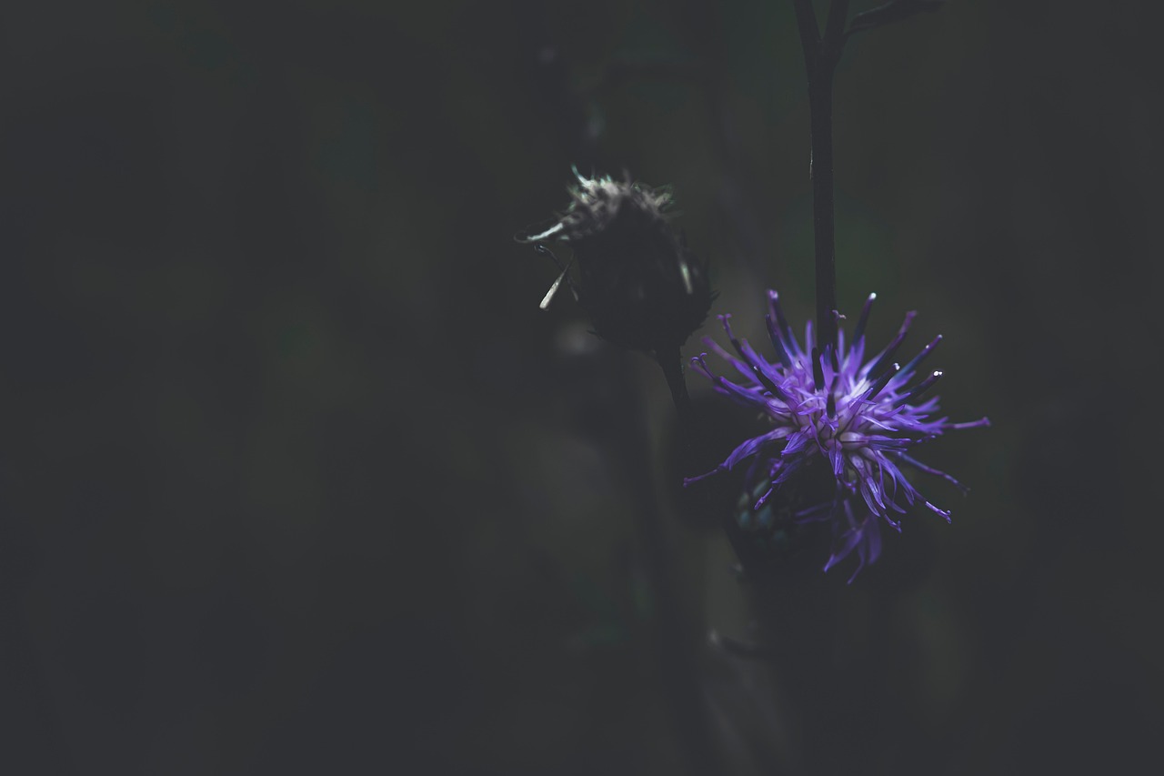 Flor Roxa Bardana De - Foto gratuita no Pixabay - Pixabay