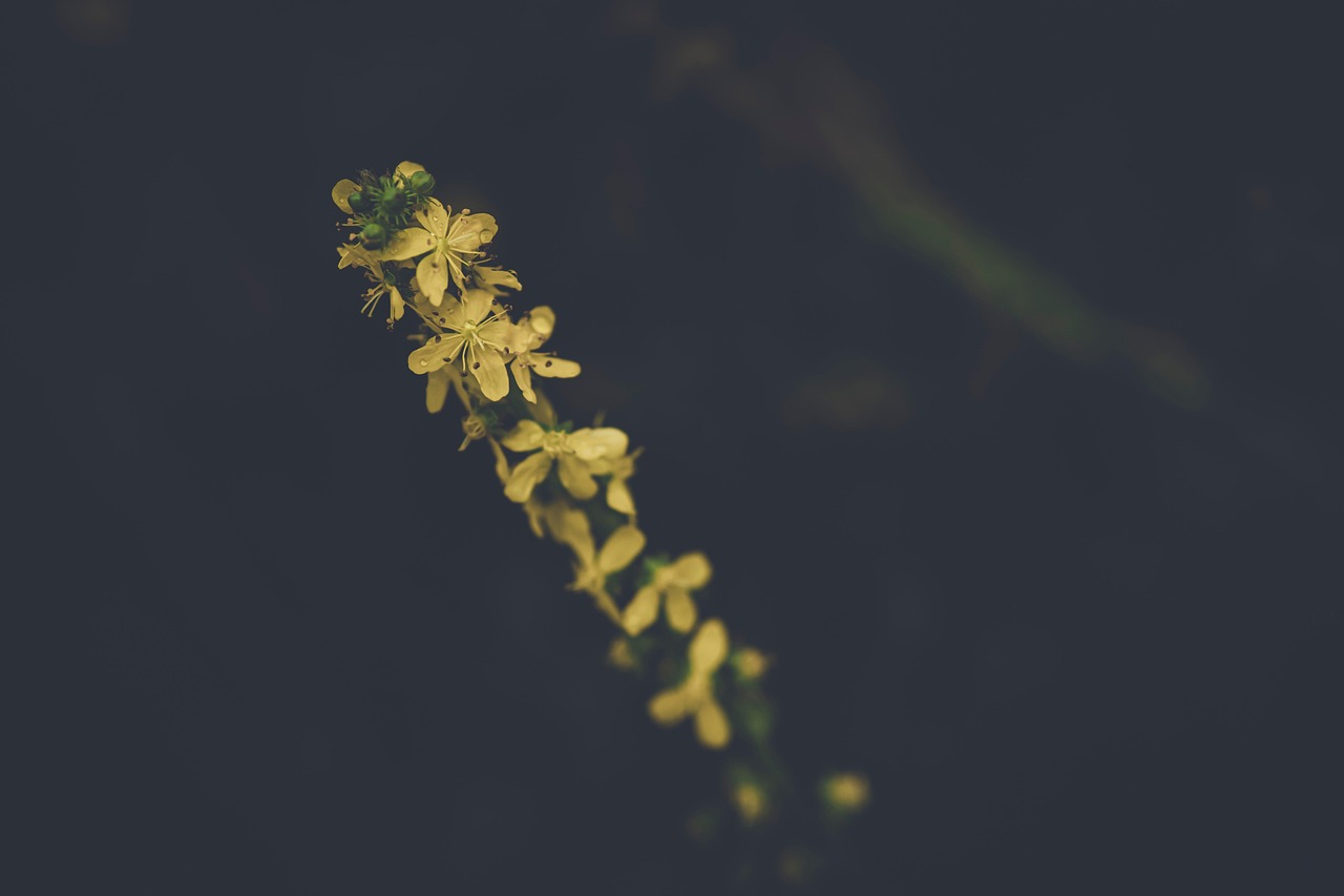 Yellow Flowers Meadow Plant - Free photo on Pixabay - Pixabay