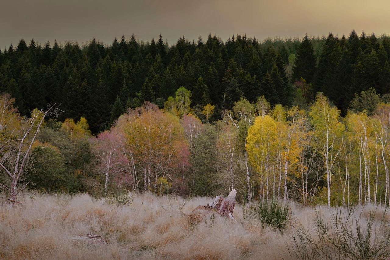 Paisaje Naturaleza Bosque - Foto gratis en Pixabay - Pixabay
