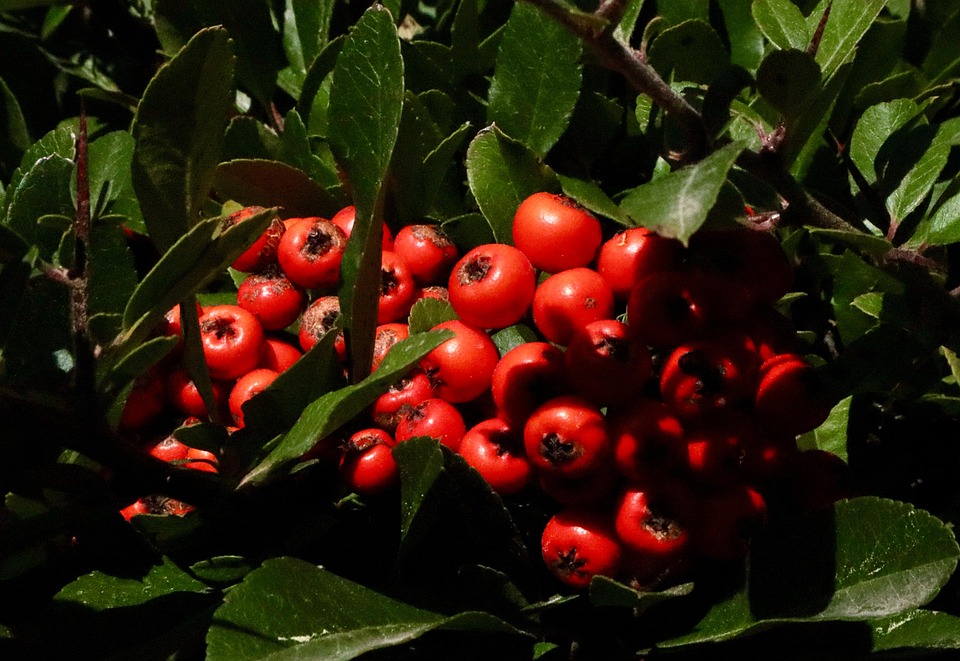 Feuer Dorn Rote Beeren Baum - Kostenloses Foto auf Pixabay