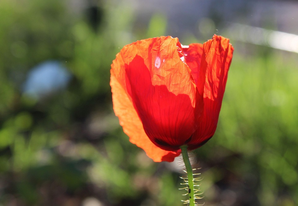 Opium Poppy Merah Bunga - Foto gratis di Pixabay - Pixabay