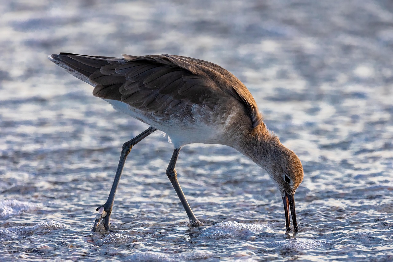 100,000+ Free Sandpiper Bird & Sandpiper Images - Pixabay