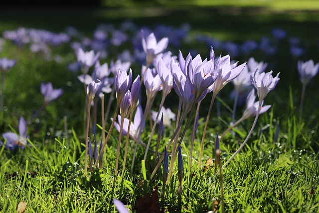 Early Crocus Autumn Flowers - Free photo on Pixabay