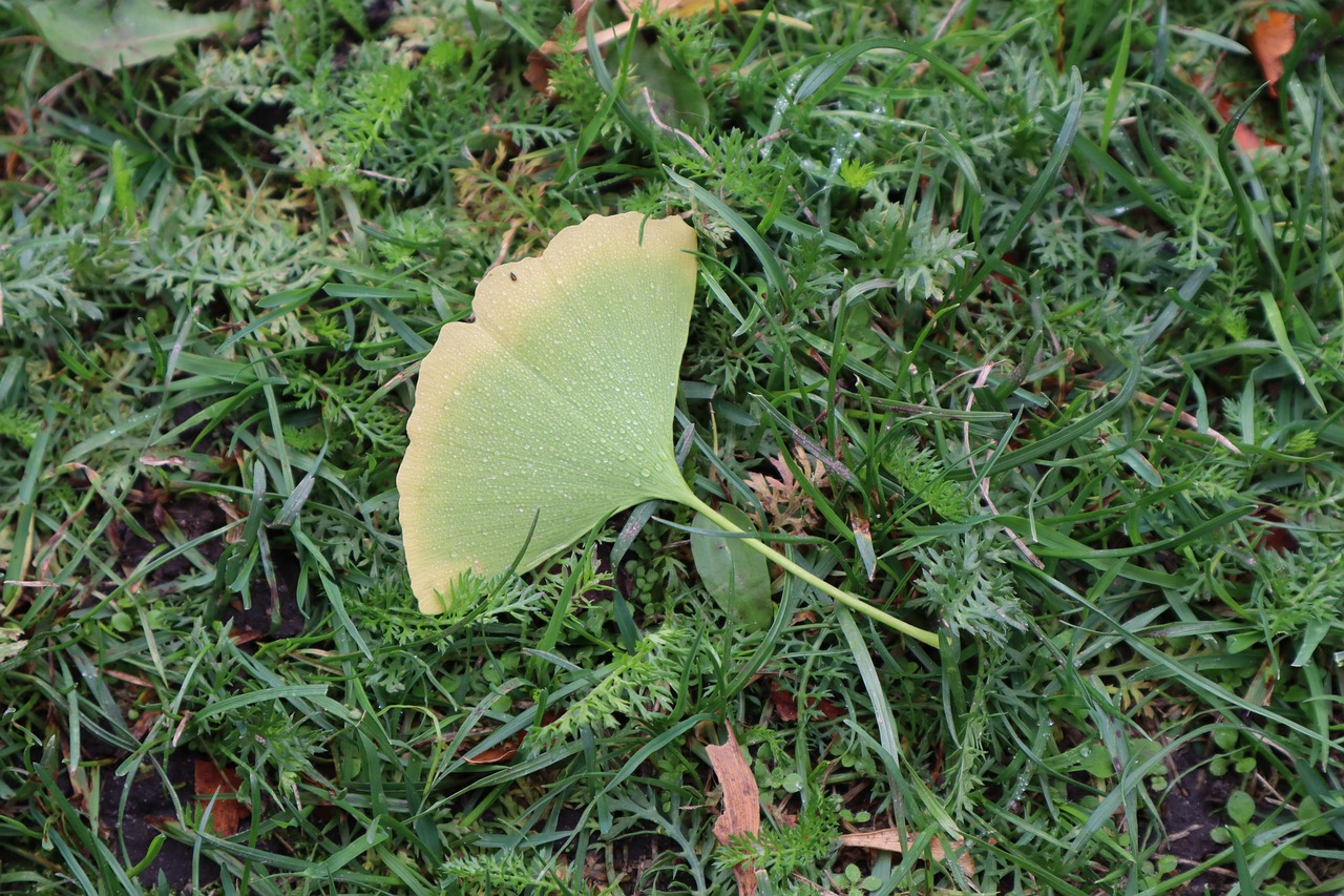 Gingko Sale De Verde - Foto gratis en Pixabay - Pixabay