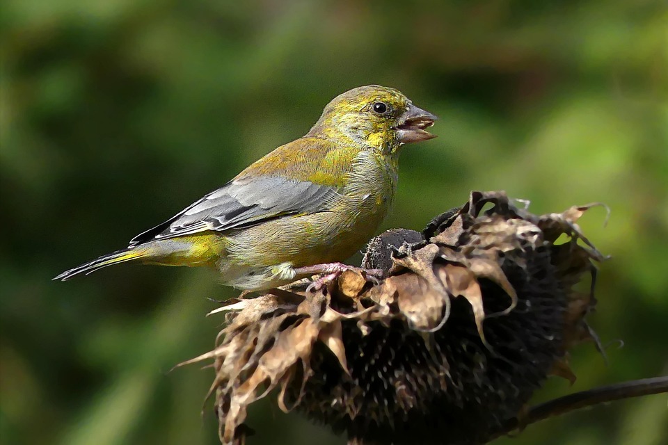 Finch Greenfinch Bird - Free photo on Pixabay