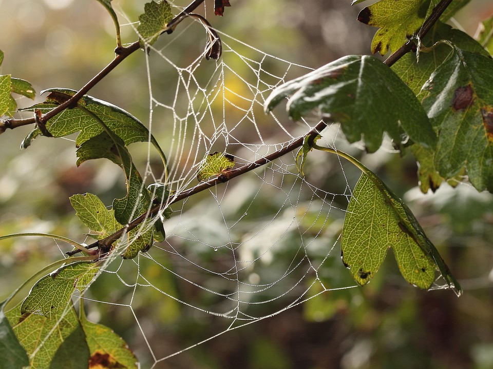 Shrub Leaves Cobwebs Spider - Free photo on Pixabay