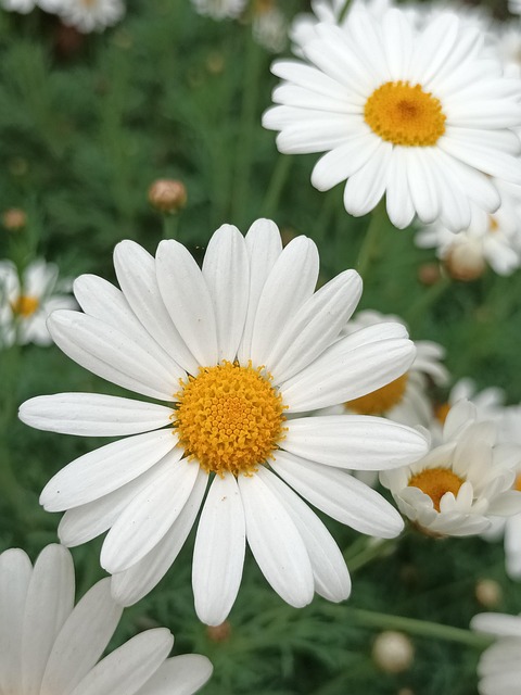 Flor Margarida - Foto gratuita no Pixabay - Pixabay