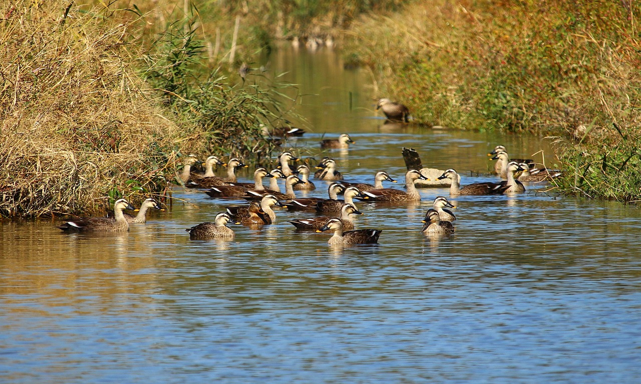 Indian Spot-Billed Ducks - Free photo on Pixabay - Pixabay