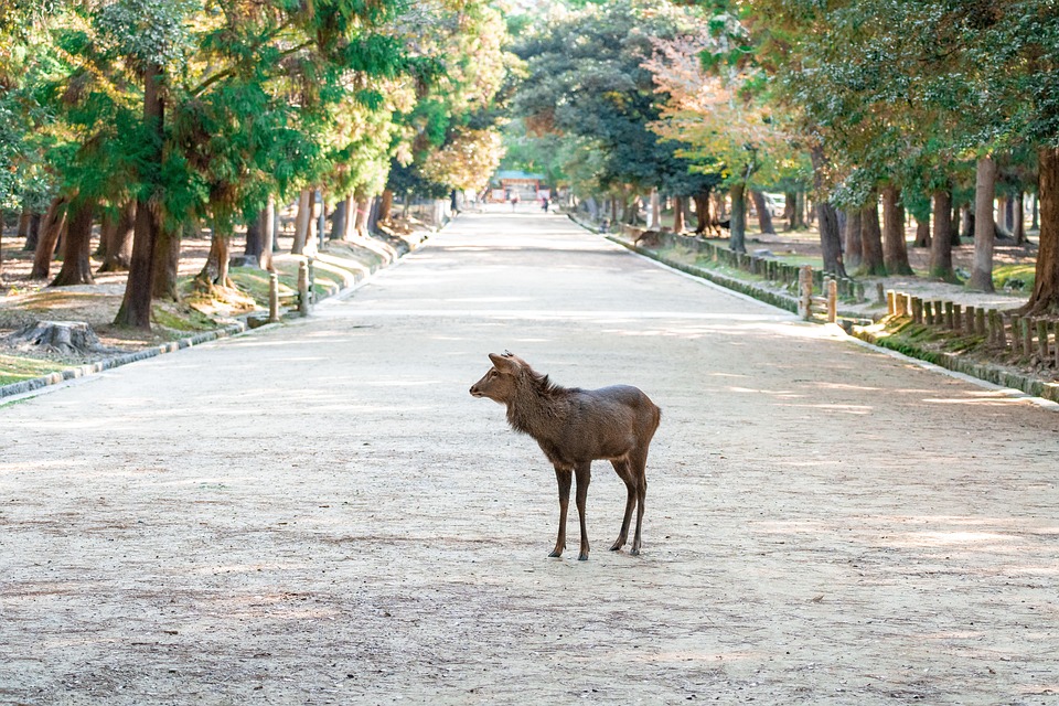 Nara Parco Di Giappone - Foto gratis su Pixabay