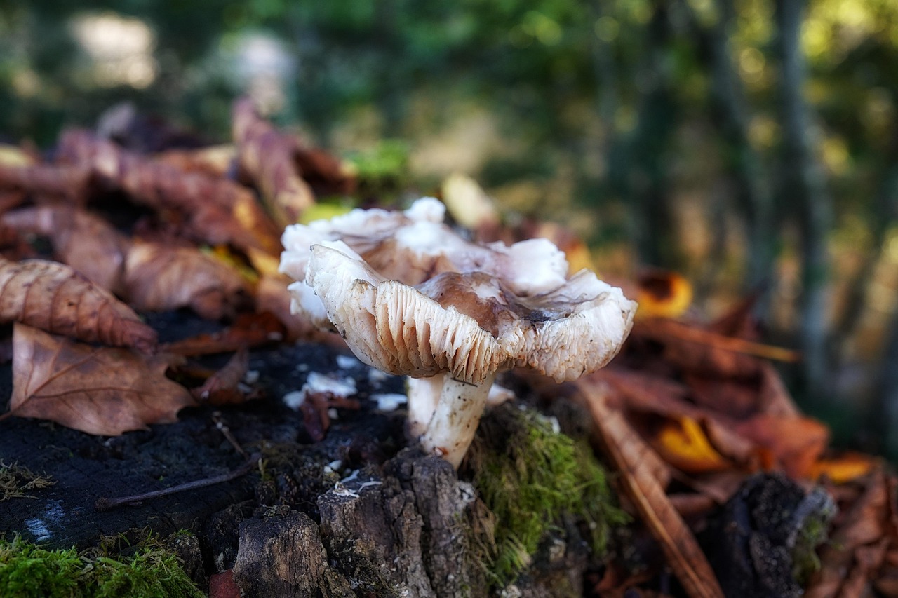Mushroom Fall Tree Stump - Free photo on Pixabay - Pixabay