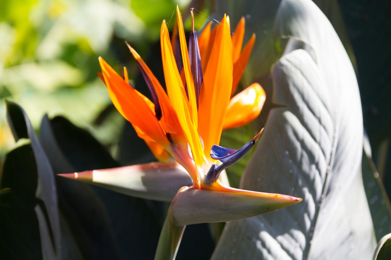 Paradisfågel Blomma Strelitzia - Gratis foto på Pixabay