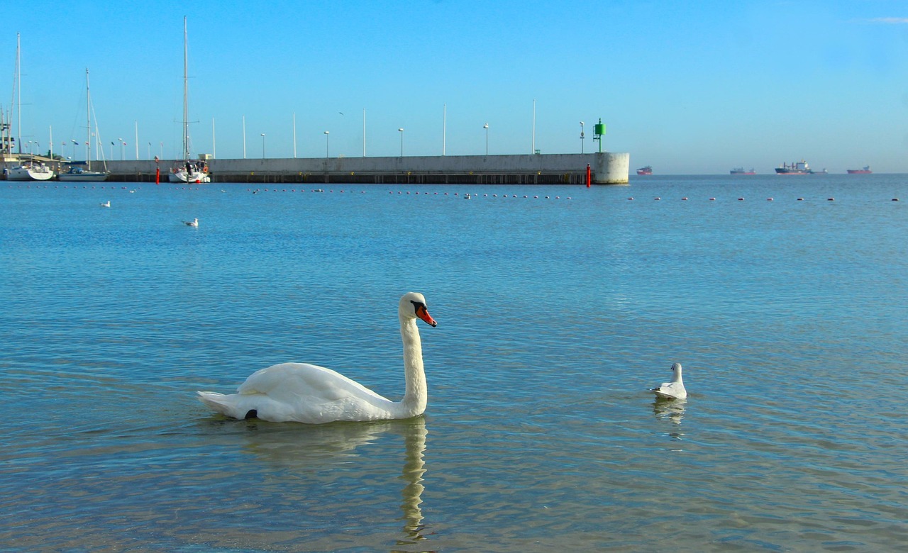 Swan Bird Sea - Free photo on Pixabay - Pixabay