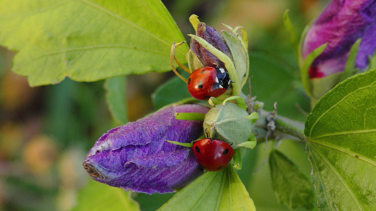 Ladybugs Insect Flower - Free photo on Pixabay - Pixabay