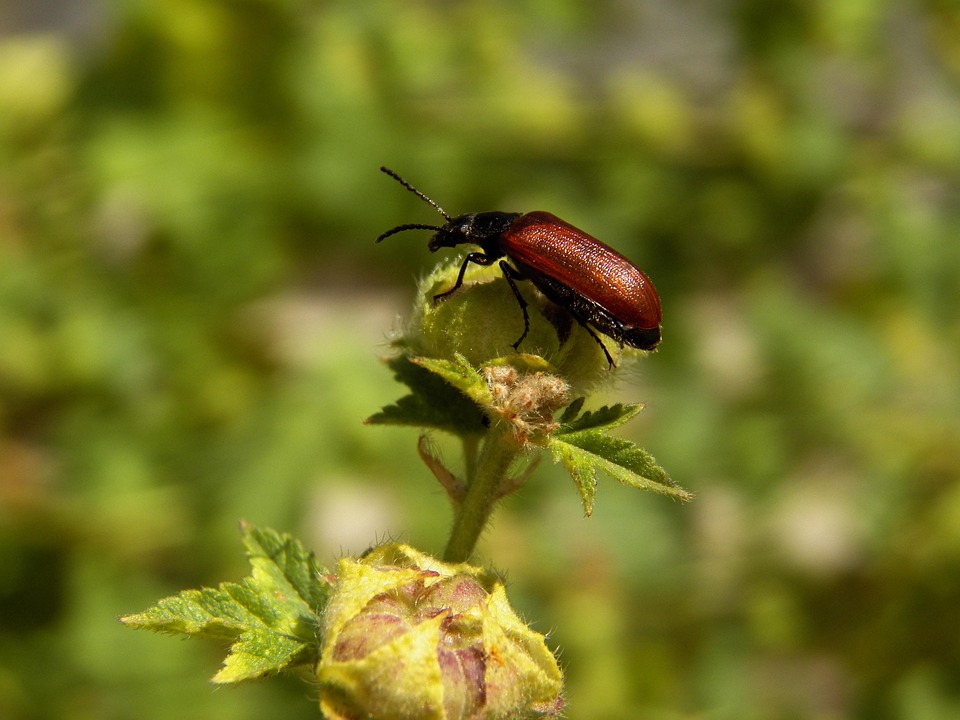 Bug Nature Herb - Free photo on Pixabay - Pixabay