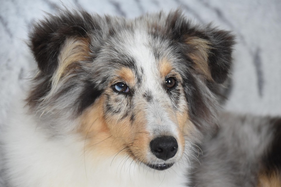 Animal Portrait Shetland Sheepdog - Free photo on Pixabay