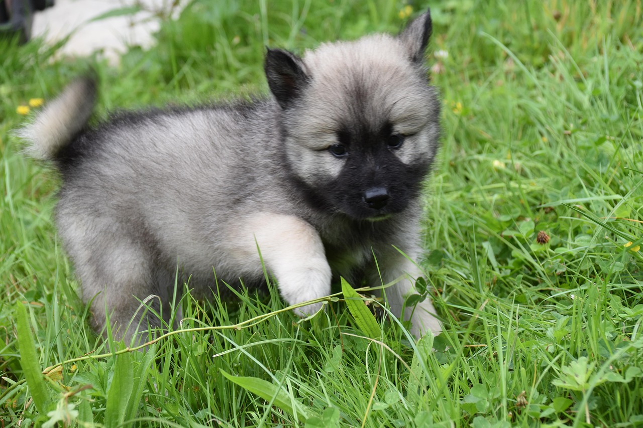 Eurasier Puppy Dog Young - Free photo on Pixabay - Pixabay