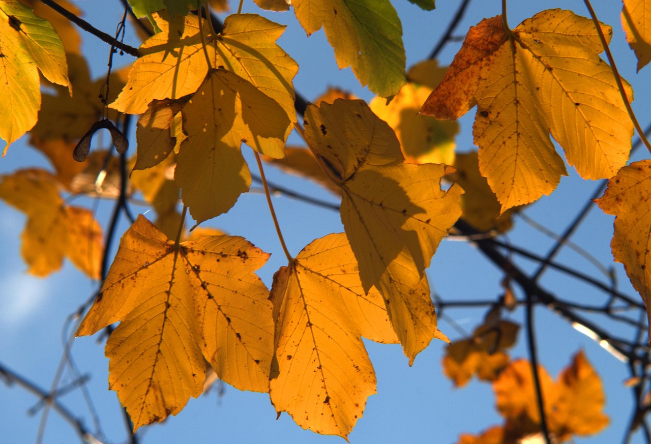Leaves Maple Autumn - Free photo on Pixabay - Pixabay