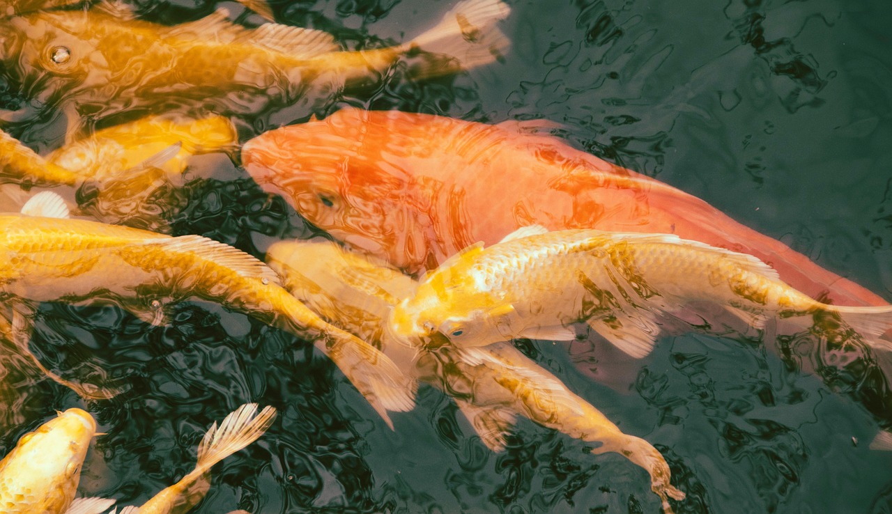 Peces Koi Pez Estanque - Foto gratis en Pixabay - Pixabay
