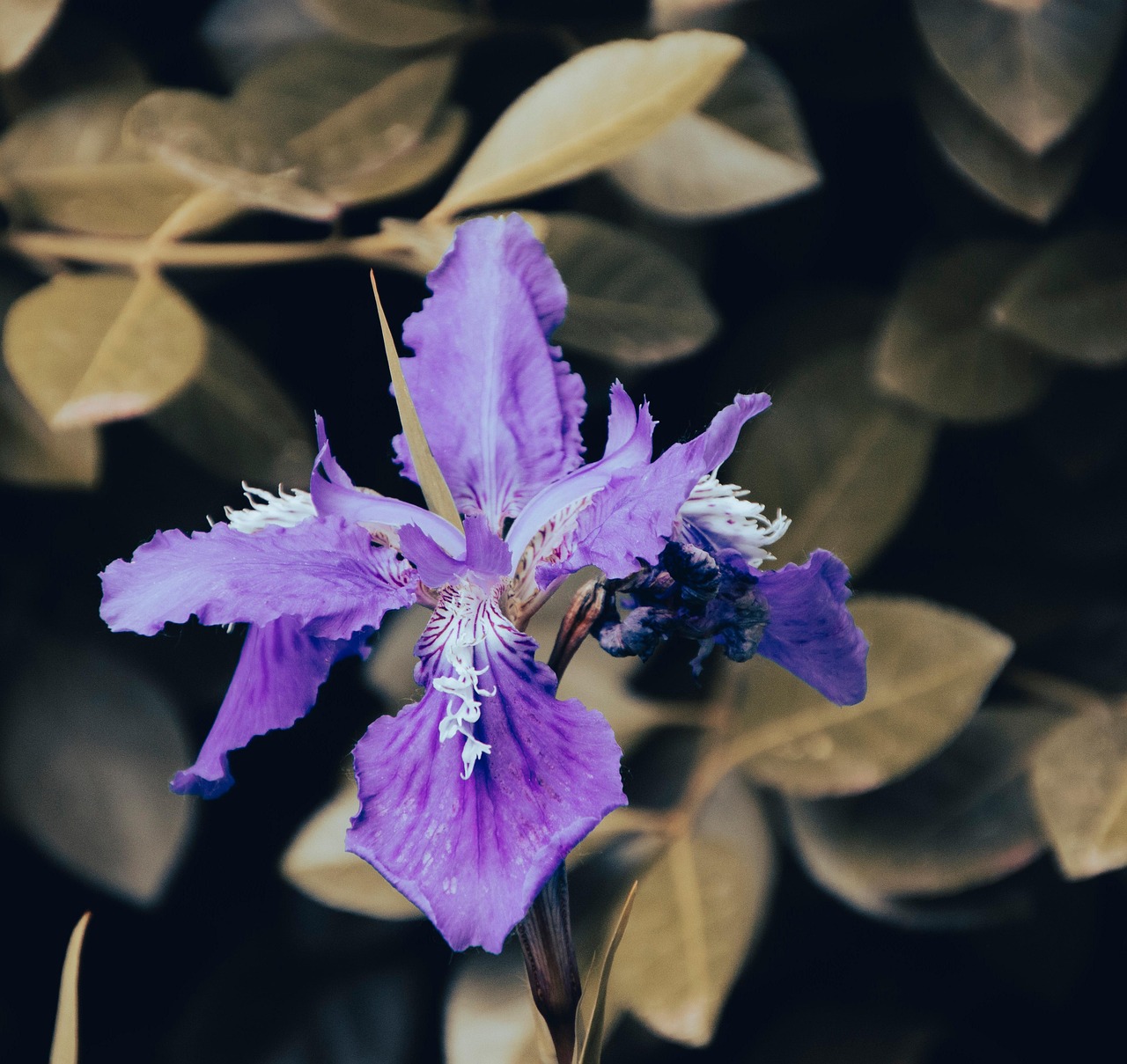 Flower Petals Purple - Free photo on Pixabay