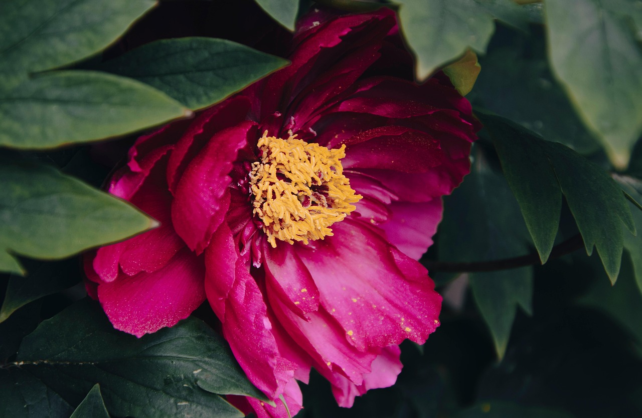 Pivoine Fleur Plantes Rose - Photo gratuite sur Pixabay - Pixabay