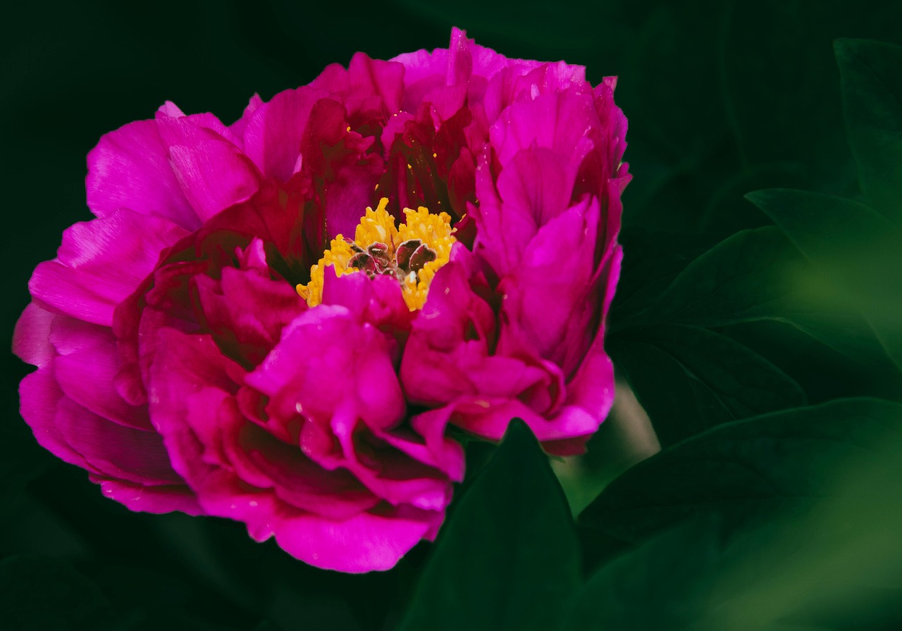 Çiçek Şakayık Pembe - Pixabay'de ücretsiz fotoğraf - Pixabay