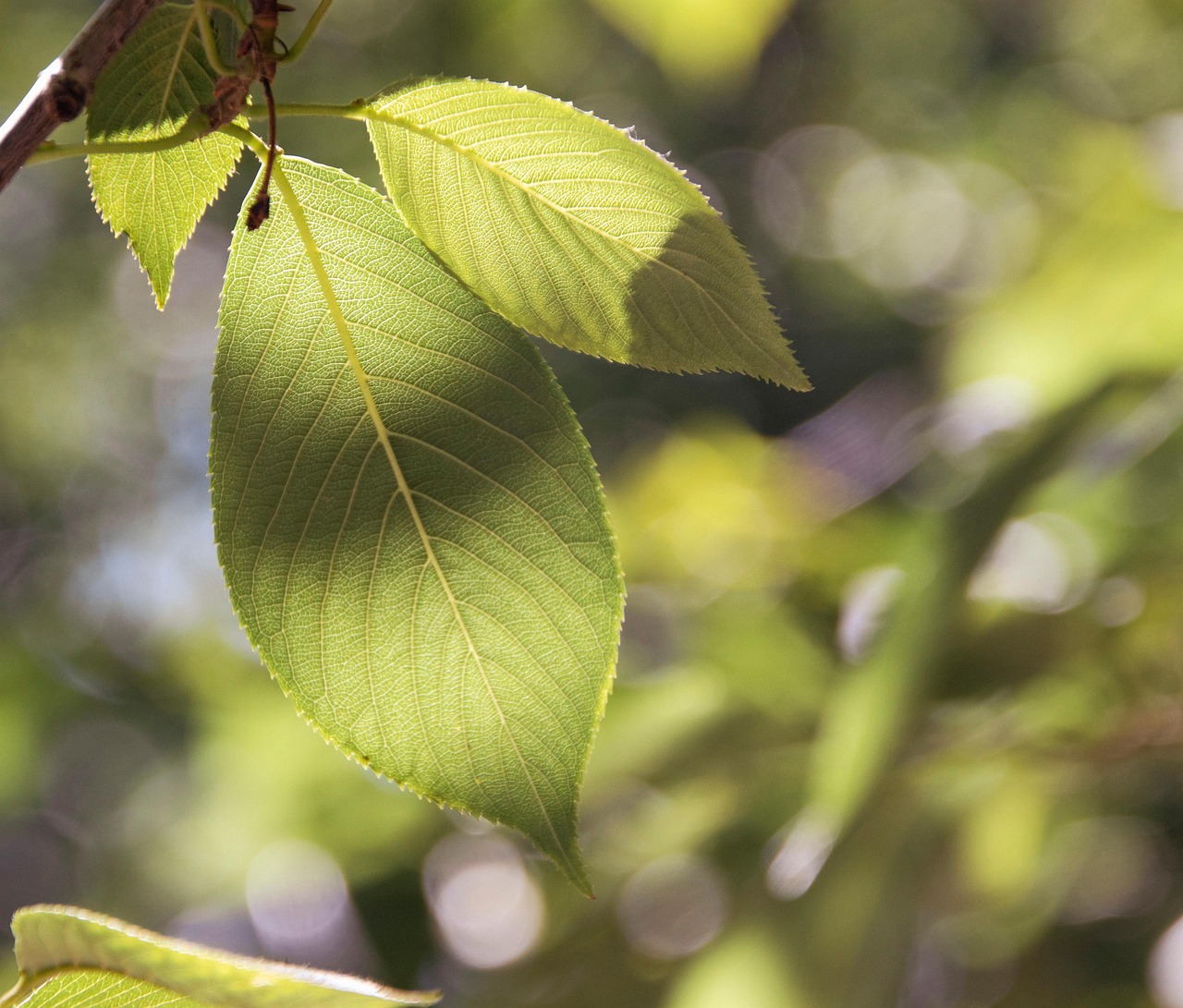 Folhas Planta Natureza - Foto gratuita no Pixabay - Pixabay