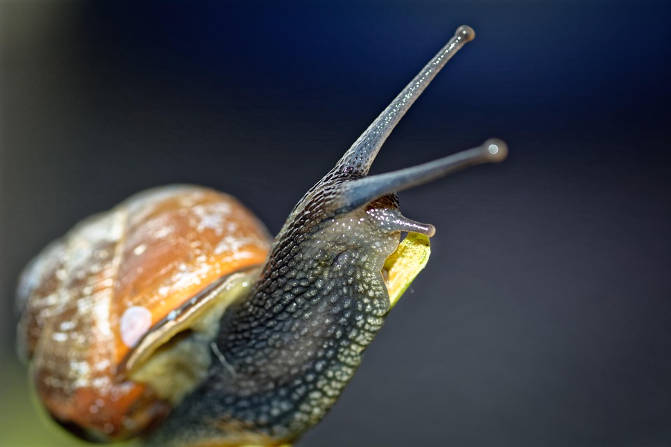 Snail Climbing House - Free photo on Pixabay