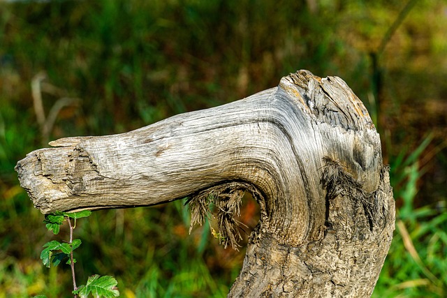 Wood Branch Old - Free photo on Pixabay