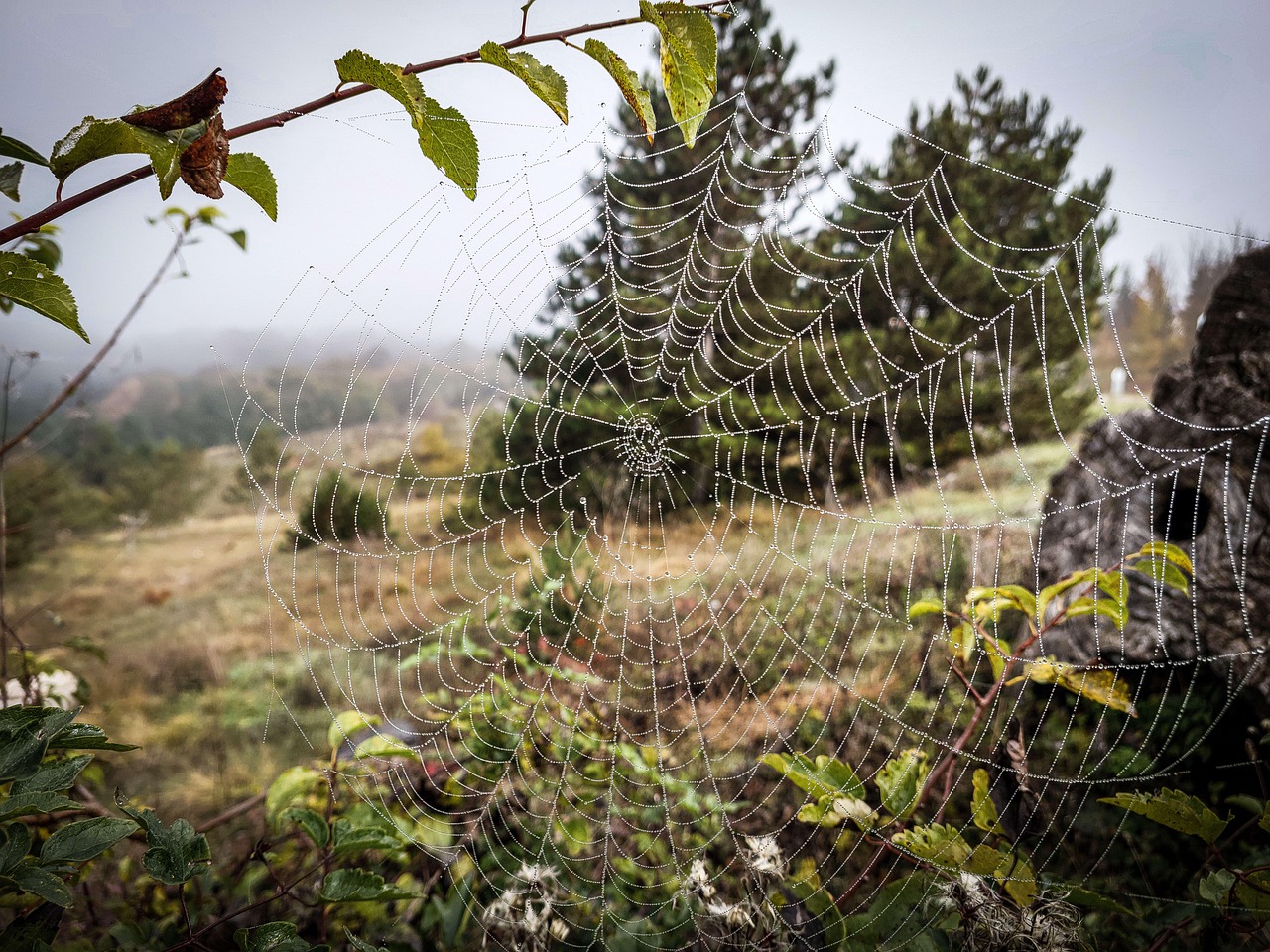 Animal Network Spider - Free photo on Pixabay - Pixabay