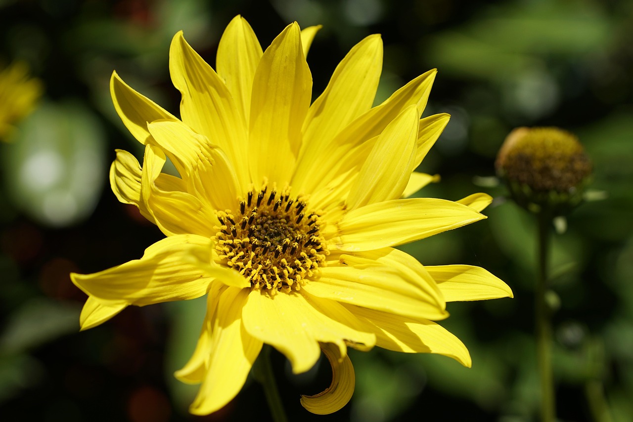 Tournesol Raide Fleur Plantes - Photo gratuite sur Pixabay - Pixabay